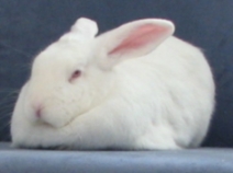 Super-Rabbit-Moon – The Life and Times of Bunnies