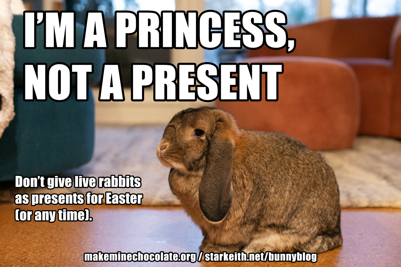 The Life and Times of Bunnies – The life stories of some very spoiled ...