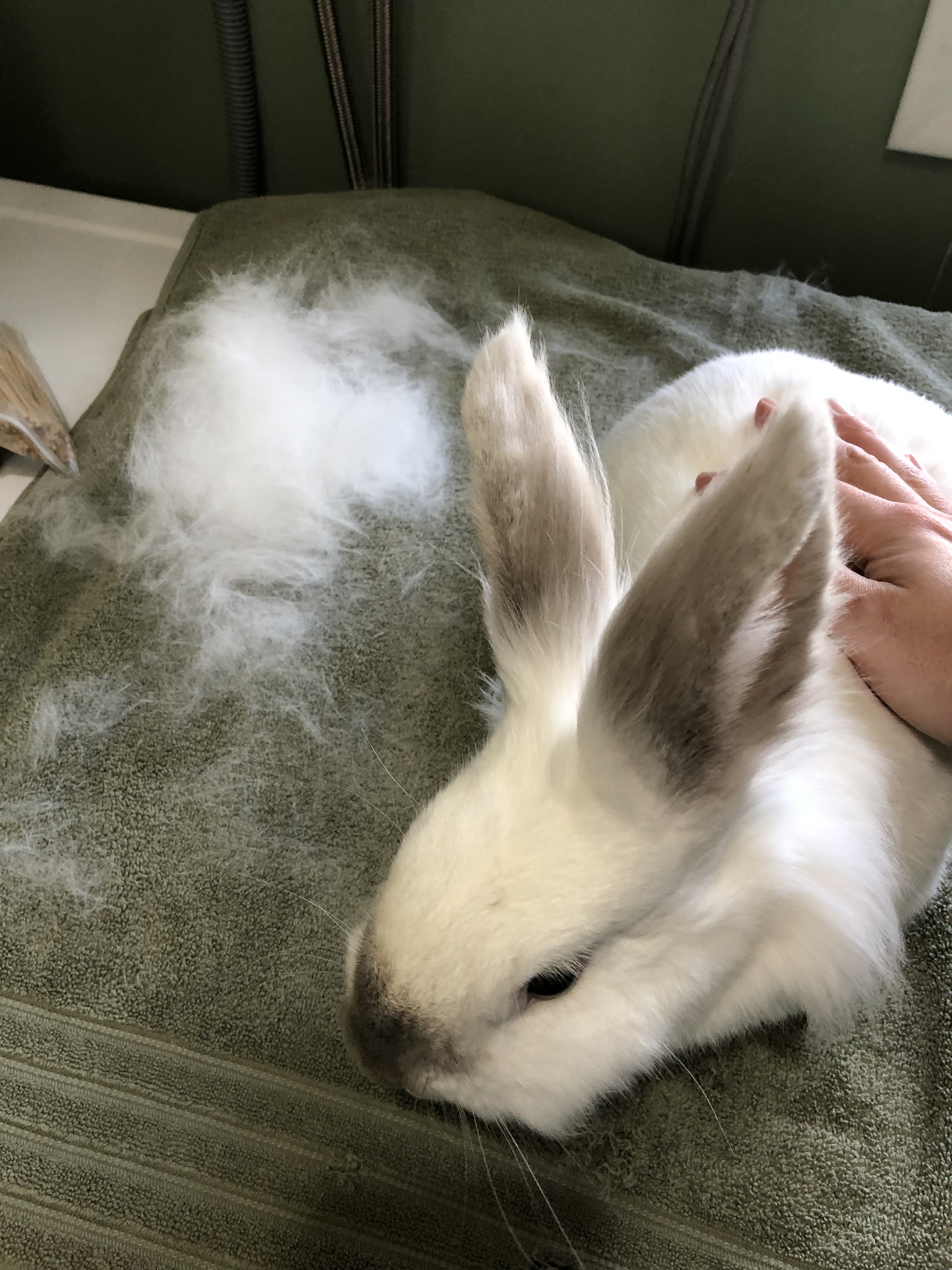 Living with Bunnies: Shedding (aka the Furpocalypse) – Core Dump